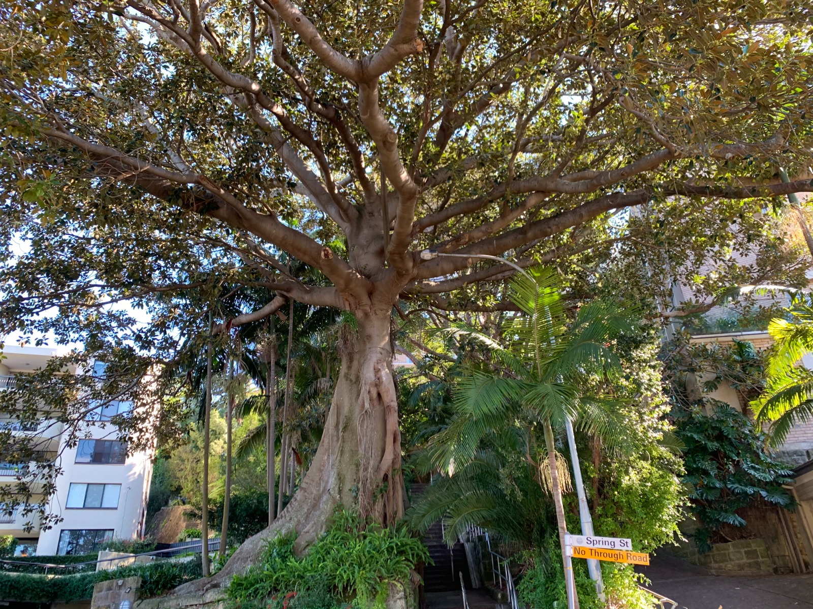 Significant Tree Nominations | Your Say Woollahra