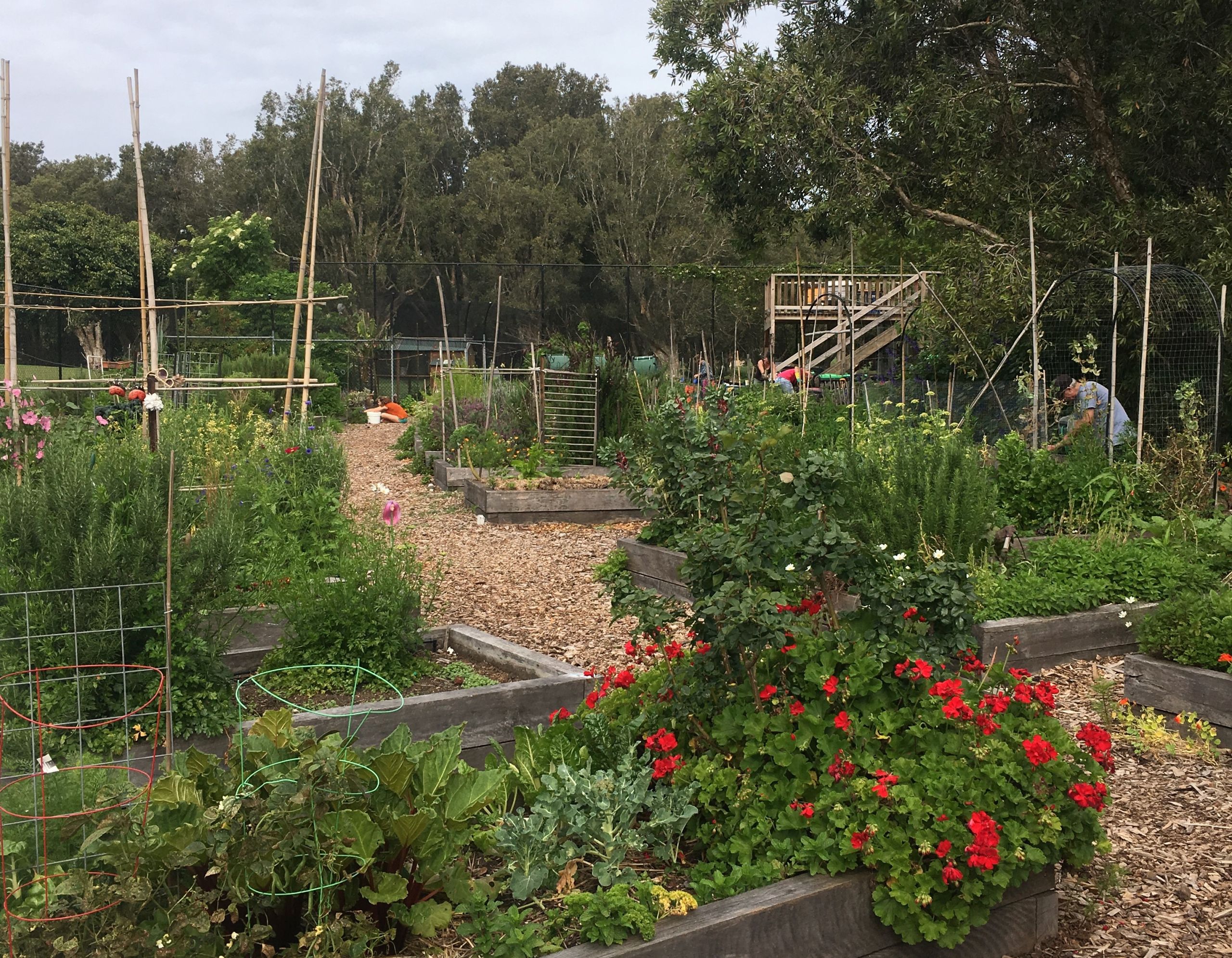 Rose Bay Community Garden | Your Say Woollahra