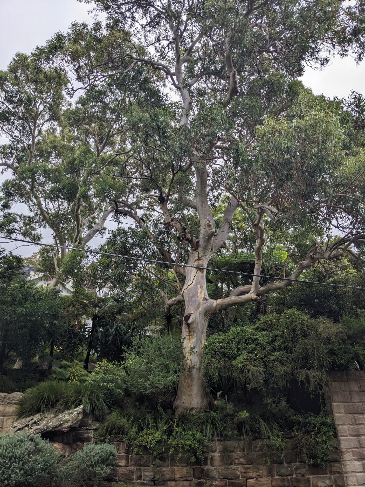 Significant Tree Nominations | Your Say Woollahra