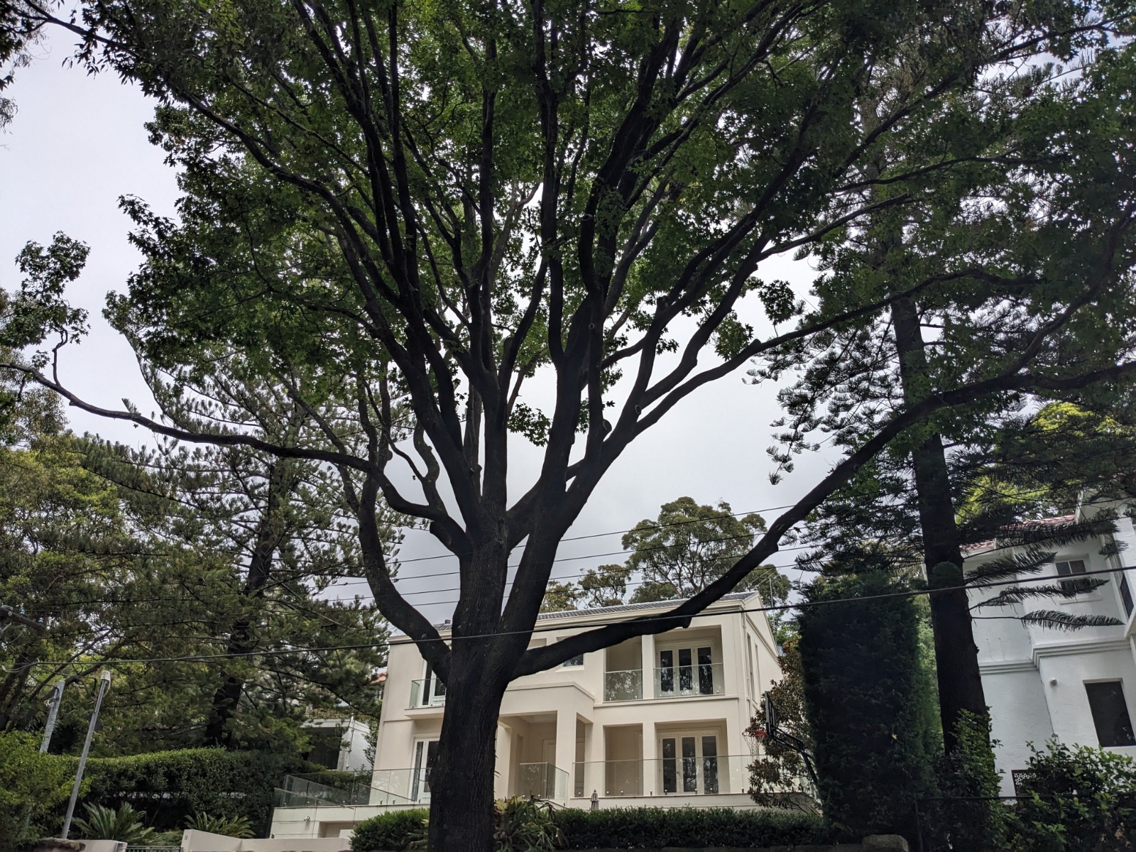 Significant Tree Nominations | Your Say Woollahra