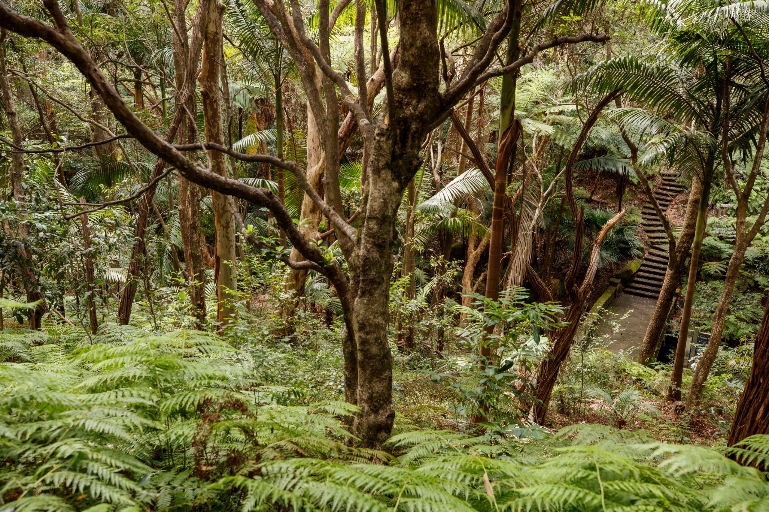 Draft Urban Forest Strategy | Your Say Woollahra