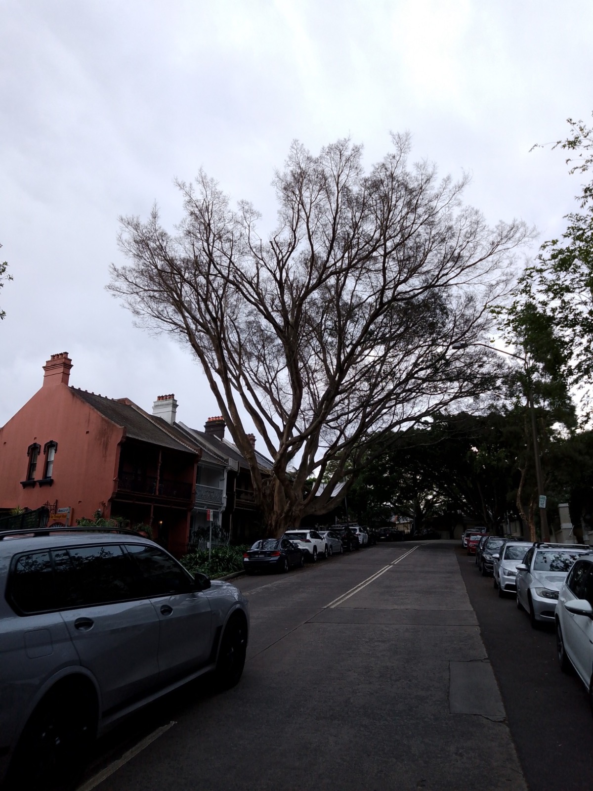 Significant Tree Nominations | Your Say Woollahra