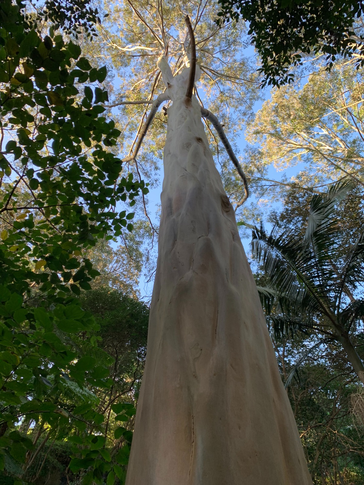 Significant Tree Nominations | Your Say Woollahra